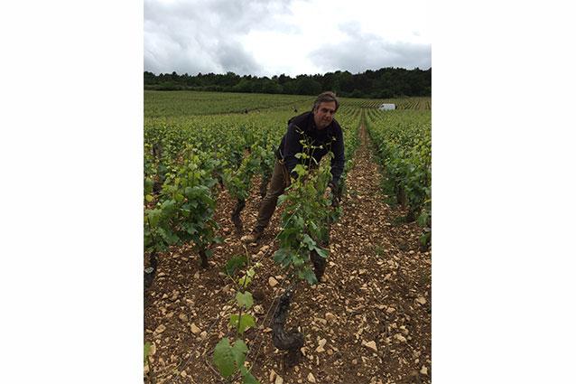 Domaine Xavier Monnot | Winebow