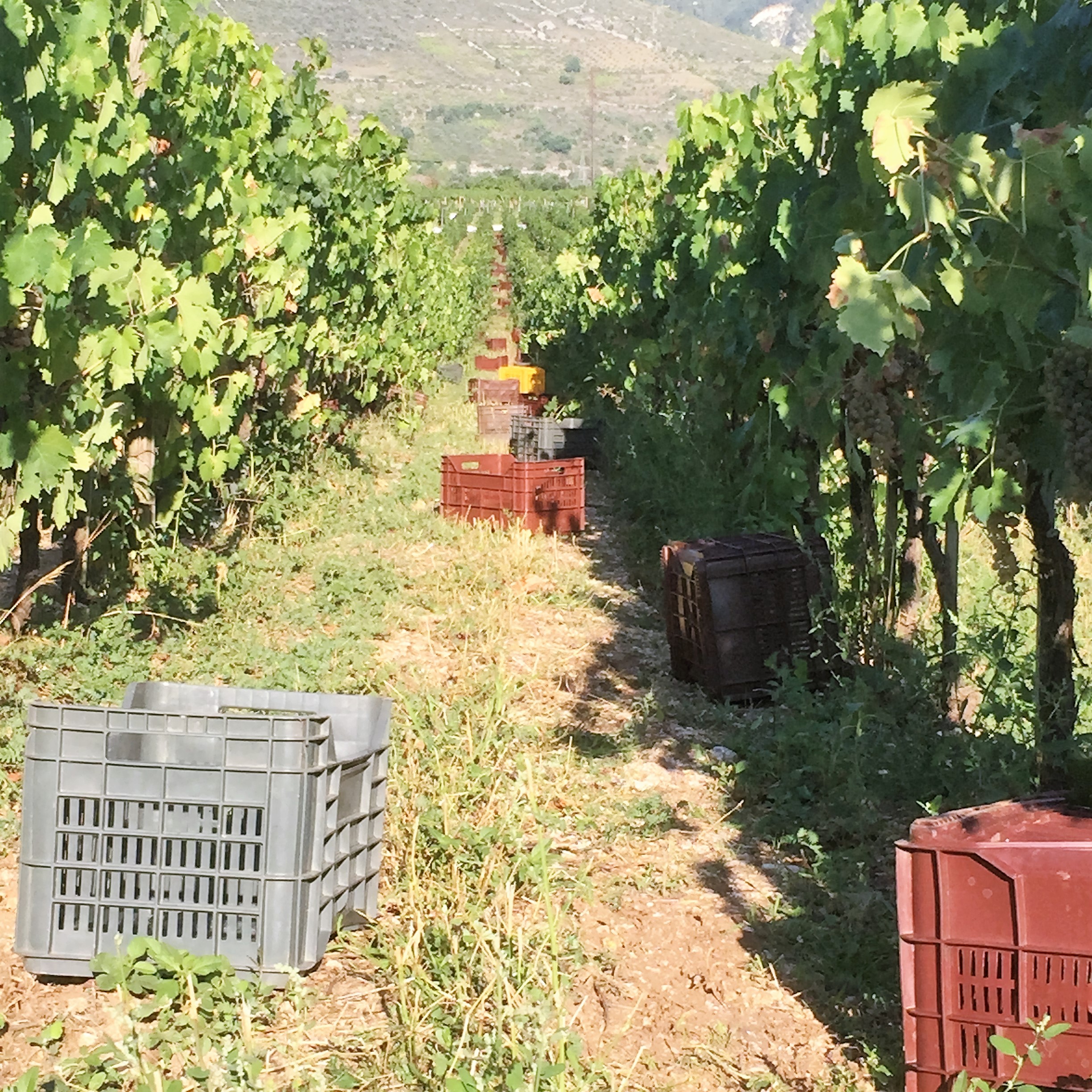 Valle Reale | Winebow