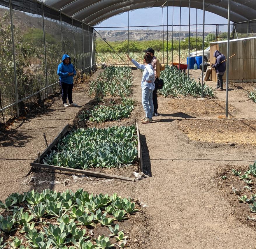 Your Guide to Agave Spirits | Winebow