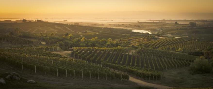 Winebow | Fine Wines + Spirits