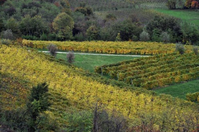 Zardetto Private Cuvée Frizzante | Winebow