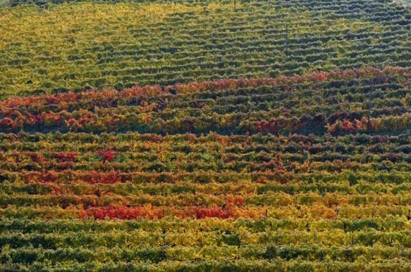 Zardetto Private Cuvée Frizzante | Winebow