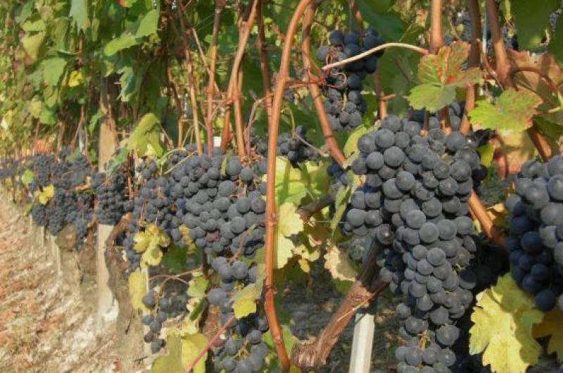 Giuseppe Cortese | Winebow