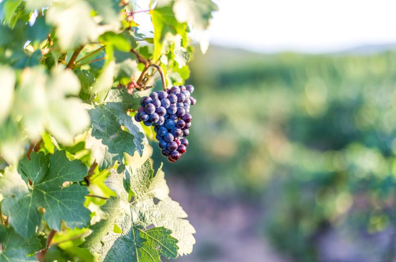 Mirabeau Winebow