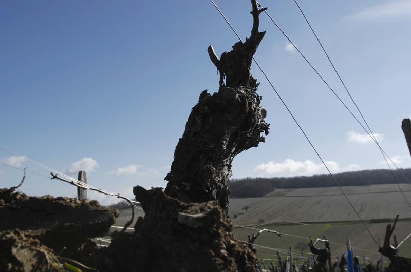 Domaine Fouassier | Winebow