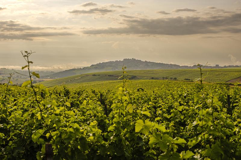 Domaine Fouassier | Winebow