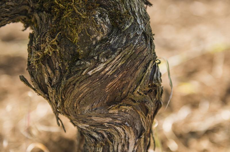 Domaine Fouassier | Winebow