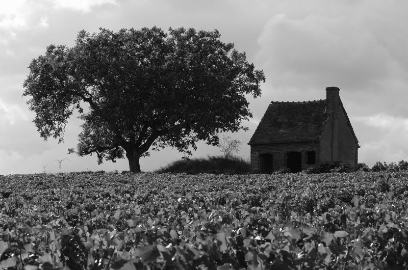 Domaine Fouassier | Winebow