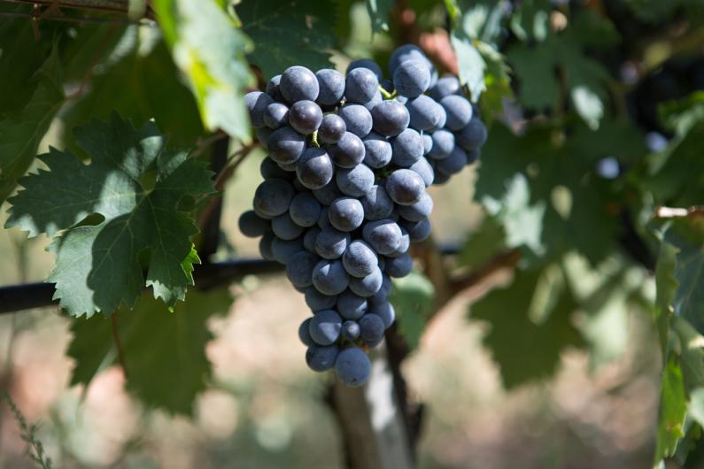 Valle Reale | Winebow